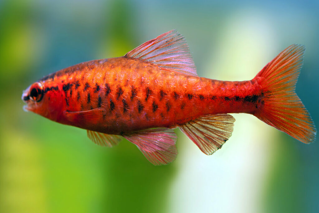 Cherry Barb - Skrautfiskar.is
